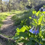 Cave Spring Loop Trail, Missouri - 341 Reviews, Map | AllTrails