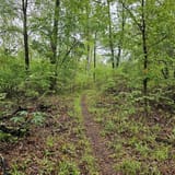 Wild Azalea Trail, Louisiana - 290 Reviews, Map | AllTrails
