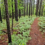 Wild Azalea Trail, Louisiana - 290 Reviews, Map | AllTrails