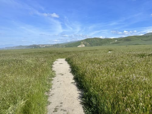 2023 Best Wild Flowers Trails in Wind Wolves Preserve | AllTrails