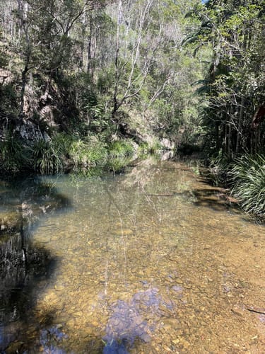 2023 Best Walking Trails in Lower Beechmont Conservation Area | AllTrails