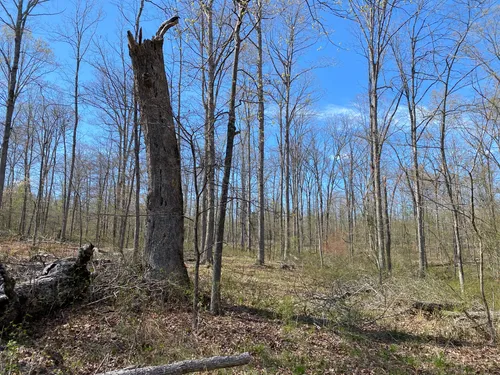 Best Hikes and Trails in University Forest Conservation Area | AllTrails