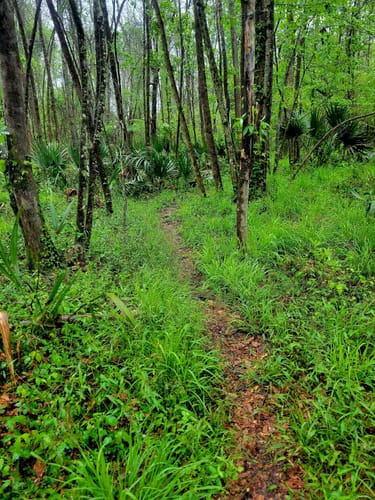 Best Hikes and Trails in Audubon's Beidler Forest Sanctuary | AllTrails