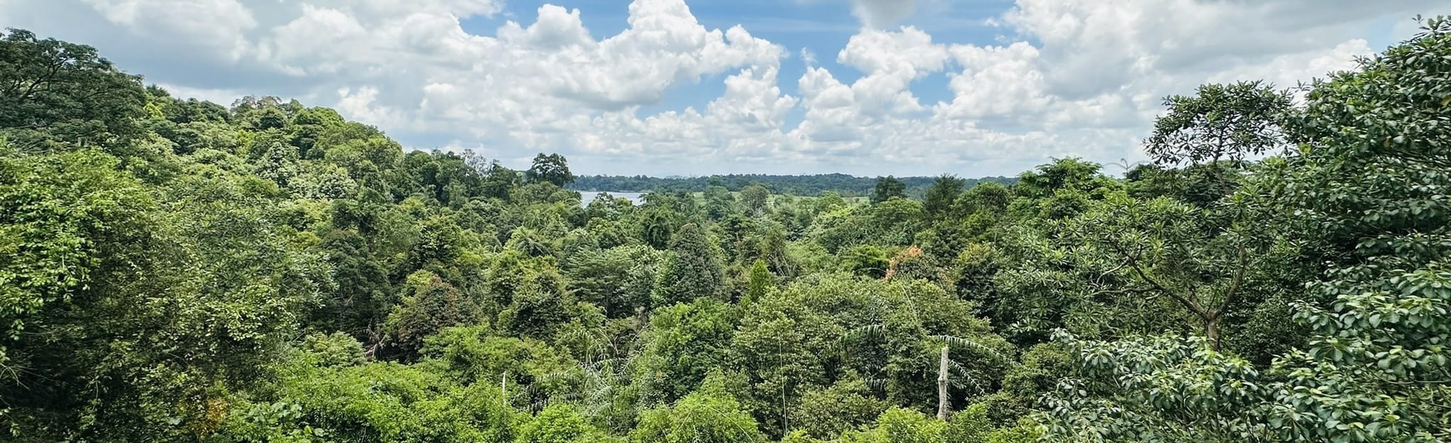 Jelutong Tower via Tree Top Walk Loop: 256 Reviews, Map - Central ...