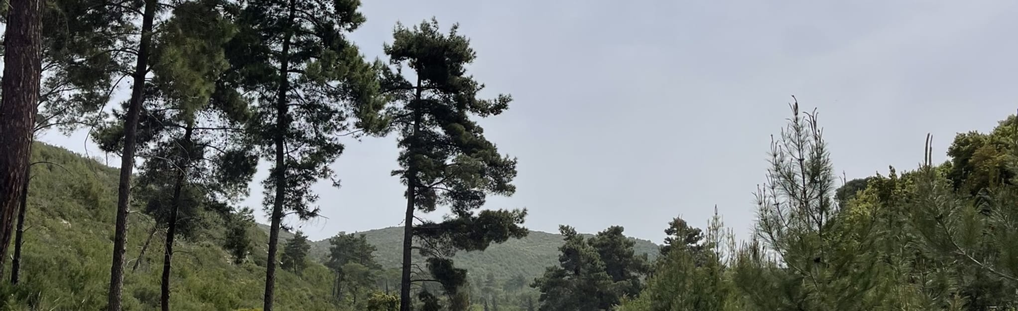 Nahal Oren and Rakit Red Route: 8 Reviews, Map - Haifa, Israel | AllTrails