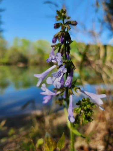 Best Hikes and Trails in Fort Mill | AllTrails