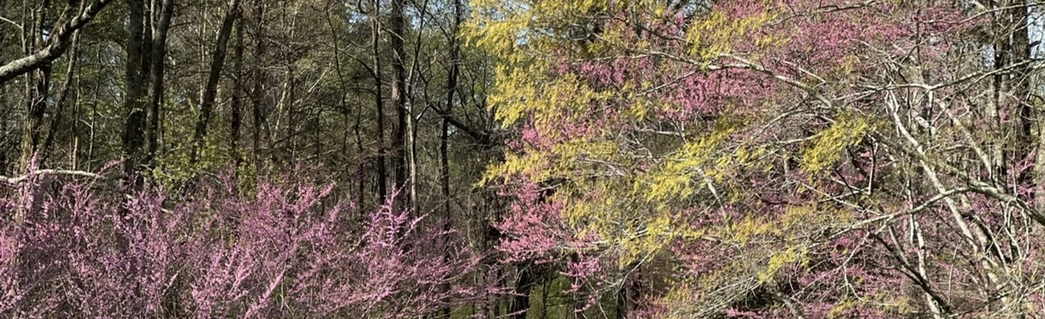 24 Gun Trail, Georgia - 975 Reviews, Map | AllTrails