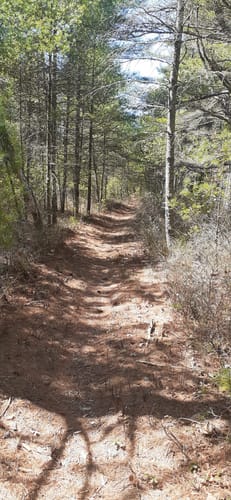 2023 Best Lake Trails in Myles Standish State Forest | AllTrails