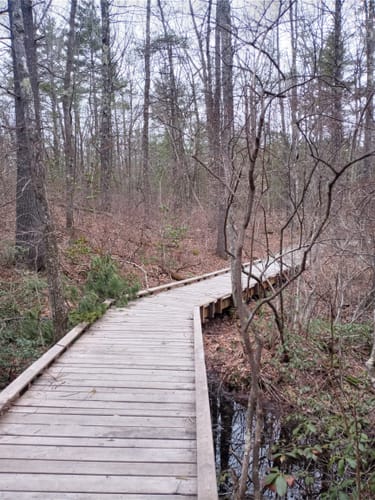 2023 Best Wheelchair Friendly Trails in Manchester Cedar Swamp Preserve ...