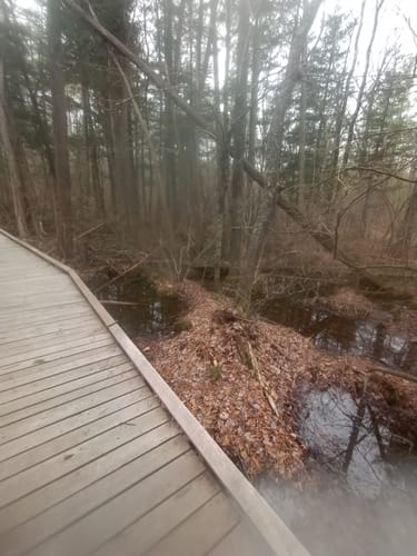 Best Hikes and Trails in Manchester Cedar Swamp Preserve | AllTrails