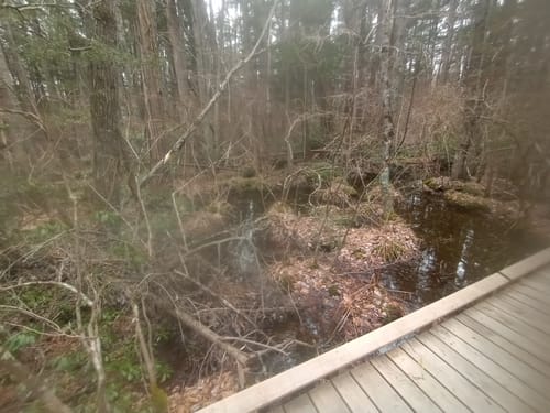 2023 Best Wheelchair Friendly Trails in Manchester Cedar Swamp Preserve ...