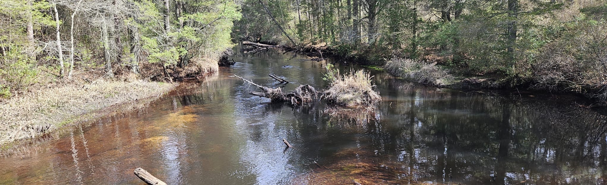 Batona Trail: Rt 563 to Bass River (Southern Trailhead): 99 Reviews ...