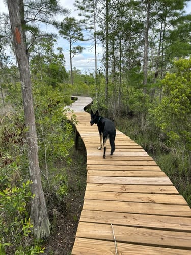 2023 Best Forest Trails in Three Lakes Wildlife Management Area | AllTrails