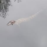 Sheldon Lake State Park Nature Loop, Texas - 200 Reviews, Map | AllTrails