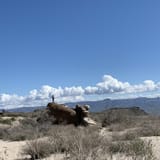 Grapevine Canyon Trail, Nevada - 485 Reviews, Map | AllTrails