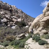 Grapevine Canyon Trail, Nevada - 485 Reviews, Map | AllTrails