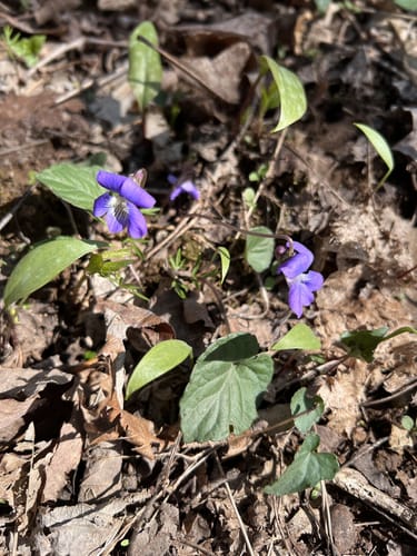 Best Hikes and Trails in Nine Penny Branch Nature Preserve | AllTrails