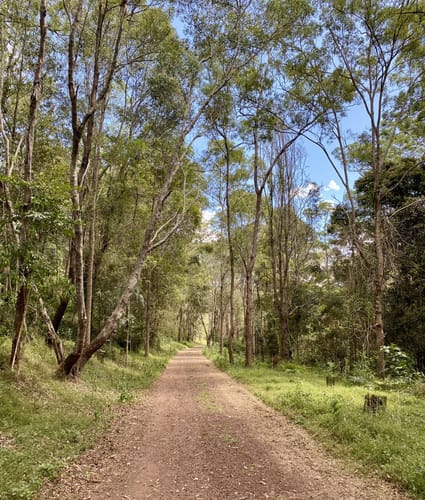 Best Hikes and Trails in Imbil State Forest 1 | AllTrails