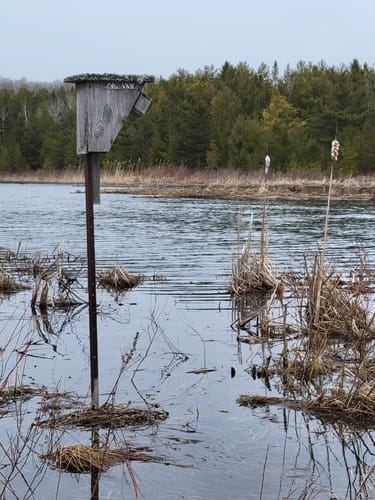 2023 Best Forest Trails in Bognor Marsh Conservation Area | AllTrails