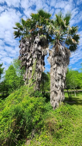 Best Hikes and Trails in Bonner Park | AllTrails