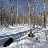 Mount Shaw and Black Snout, New Hampshire - 554 Reviews, Map | AllTrails