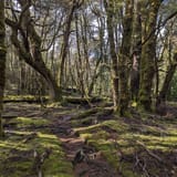 Arm River Track to New Pelion Hut, Tasmania, Australia - 68 Reviews ...