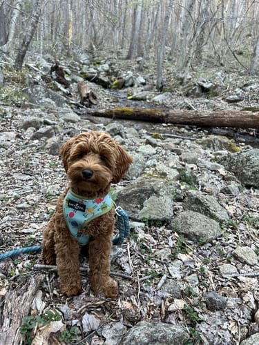 2023 Best trails in Rapidan Wildlife Management Area | AllTrails