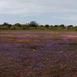 Red Bud Park Loop, Texas - 58 Reviews, Map | AllTrails