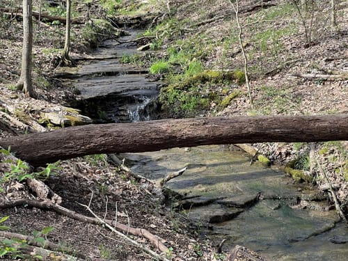 Best Hikes and Trails in Nine Penny Branch Nature Preserve | AllTrails