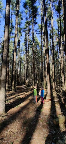 Best Hikes and Trails in Sand Ridge State Forest | AllTrails