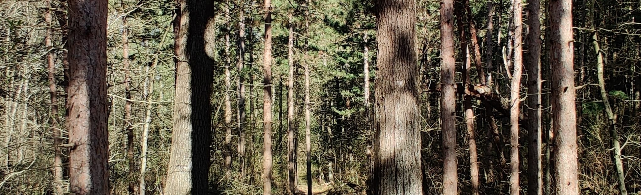 Sand Ridge State Forest Green Loop: 35 Reviews, Map - Illinois | AllTrails
