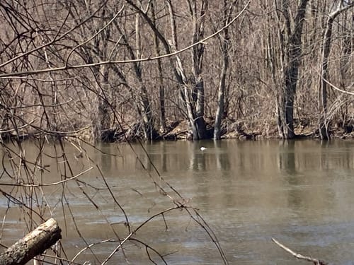 Best Hikes and Trails in Vergennes Falls Park | AllTrails