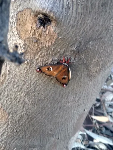 Best Hikes and Trails in Sycuan Indian Reservation | AllTrails