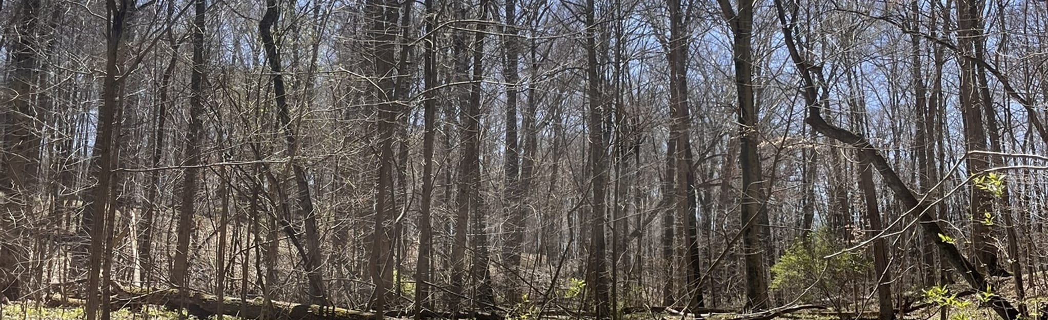 Big Woods Trail: 70 Reviews, Map - Ohio | AllTrails