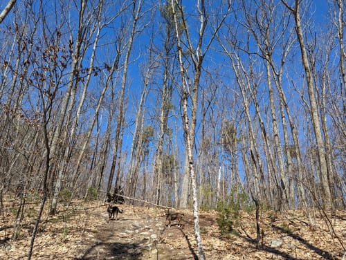 Best Hikes and Trails in Raymond Community Forest | AllTrails