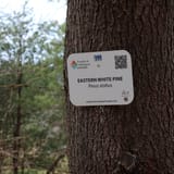 Southern New England Trunkline Trail, Massachusetts - 440 Reviews, Map ...
