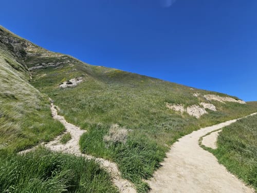 2023 Best Wild Flowers Trails in Wind Wolves Preserve | AllTrails