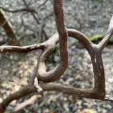 Natural Bridge Park Loop, Alabama - 282 Reviews, Map | AllTrails