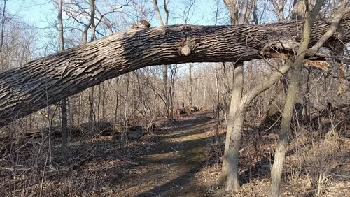 Best Forest Trails in Plano | AllTrails