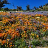 Figueroa Mountain, California - 286 Reviews, Map | AllTrails