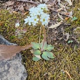 Bull Run Mountain Green Loop, Virginia - 830 Reviews, Map | AllTrails