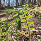 Bull Run Mountain Green Loop, Virginia - 830 Reviews, Map | AllTrails