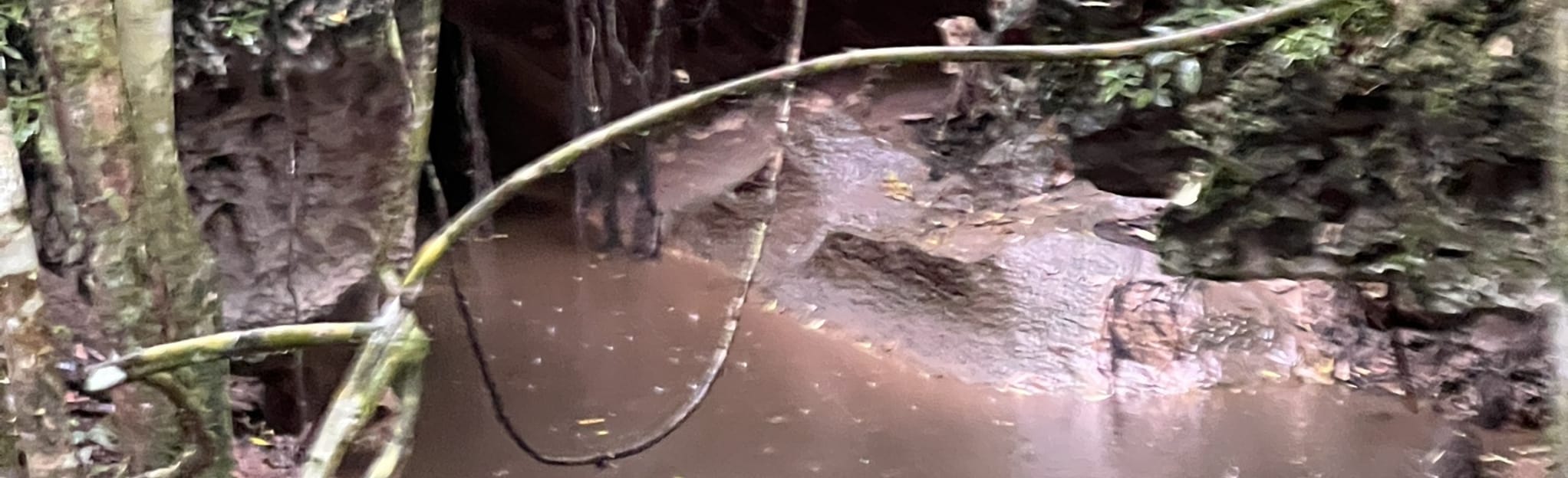 Niah Caves, Sarawak, Malaysia - 28 Reviews, Map | AllTrails