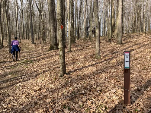 Best Forest Trails in Fallentimber | AllTrails