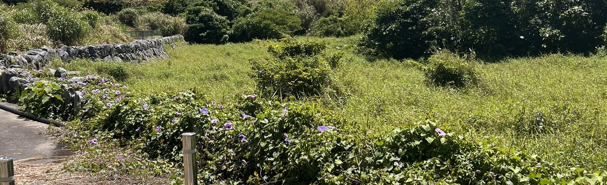 Mount Motobu Fuji Loop: 27 Reviews, Map - Okinawa, Japan | AllTrails