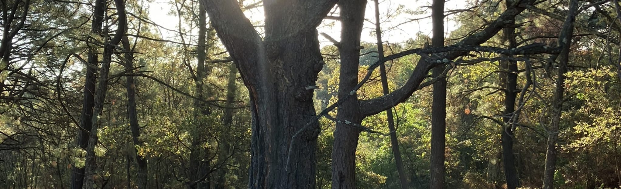 Jesús del Monte Forest, Michoacán, Mexico - 4 Reviews, Map | AllTrails