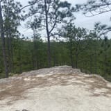 Longleaf Vista Interpretive Trail, Louisiana - 306 Reviews, Map | AllTrails