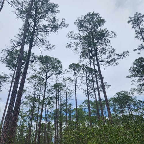 Best Hikes and Trails in Cary State Forest | AllTrails