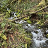 Maple Valley Loop, Washington - 230 Reviews, Map | AllTrails