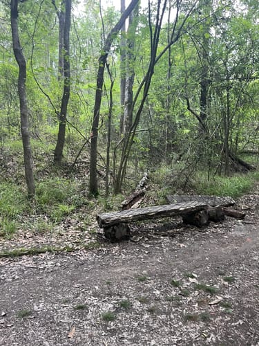 Best Hikes and Trails in Comite River Park | AllTrails